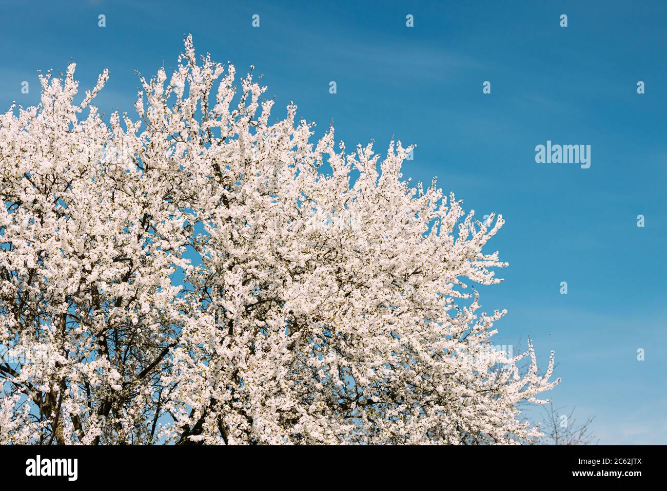 Prunus subg cerasus hi-res stock photography and images - Alamy
