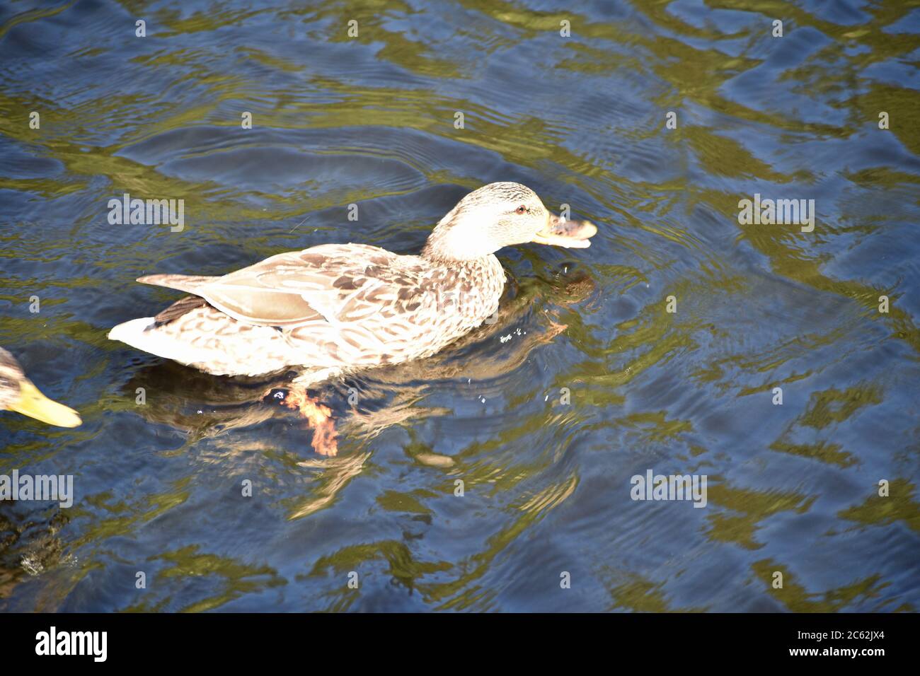 Teal Feather Mallard Duck Stock Photo - Alamy