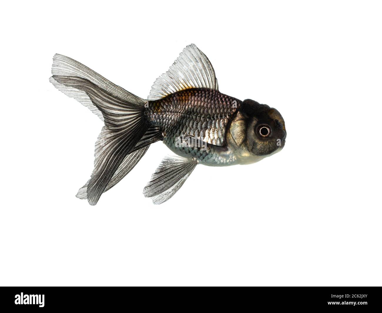 Black swimming cold water fish isolated on white background Stock Photo ...