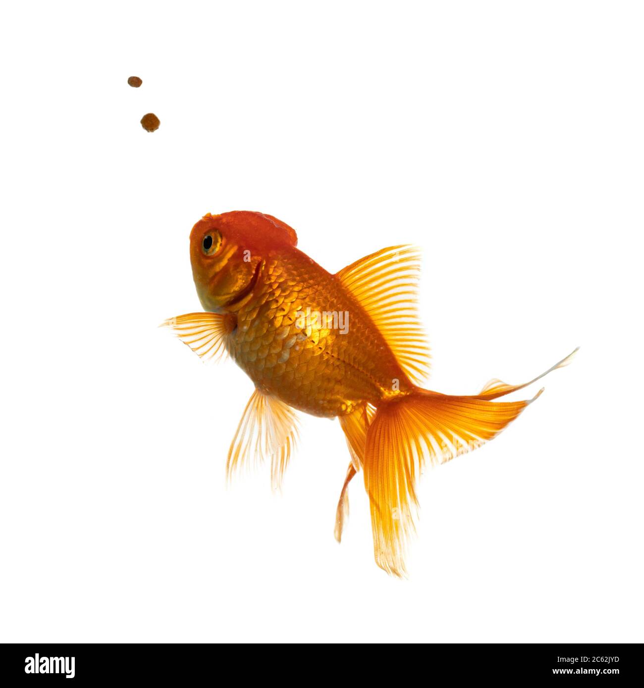 Cold Water Aquarium High Resolution Stock Photography and Images - Alamy