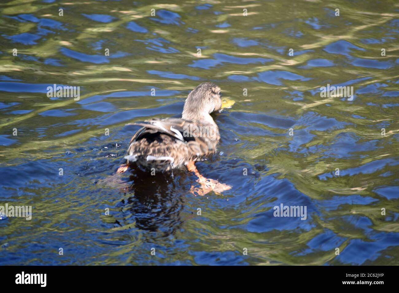 Teal Feather Mallard Duck Stock Photo - Alamy