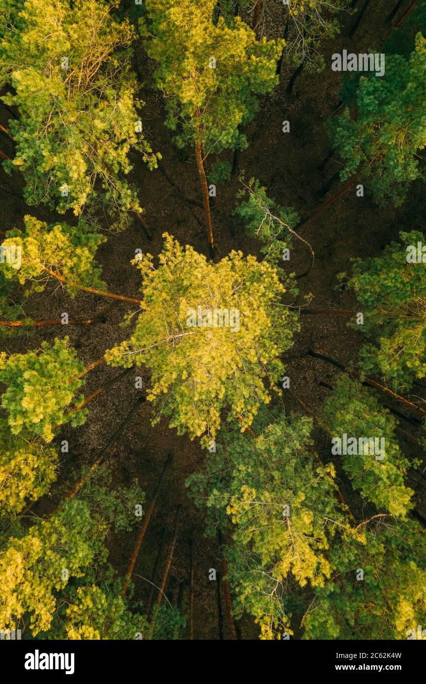 Aerial View Of Green Pine Coniferous Forest In Landscape In Spring. Top ...