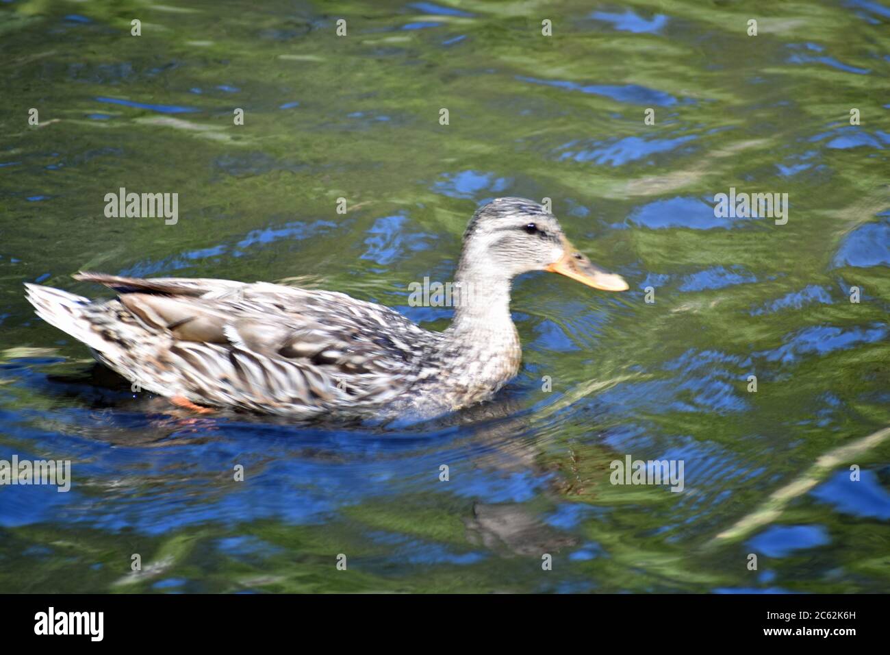 Teal Feather Mallard Duck Stock Photo - Alamy