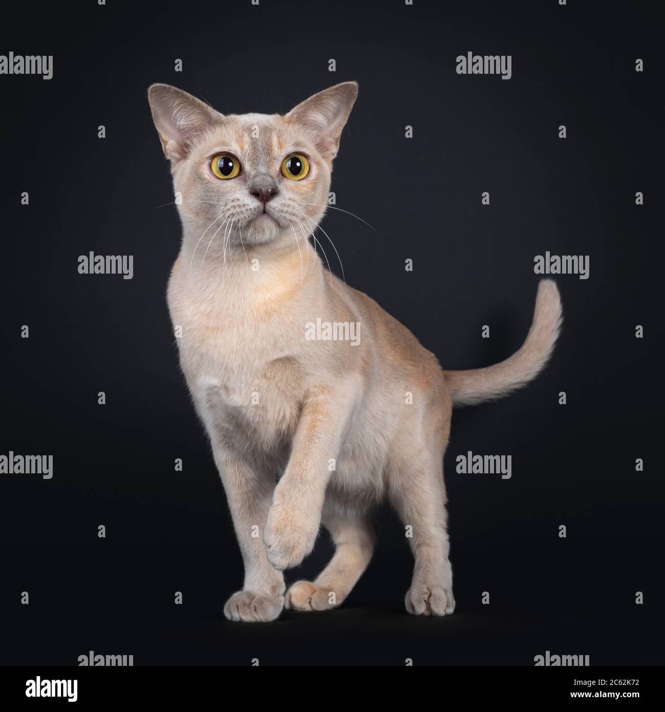 Cute young Burmese cat, walking / standing facing front with one paw ...