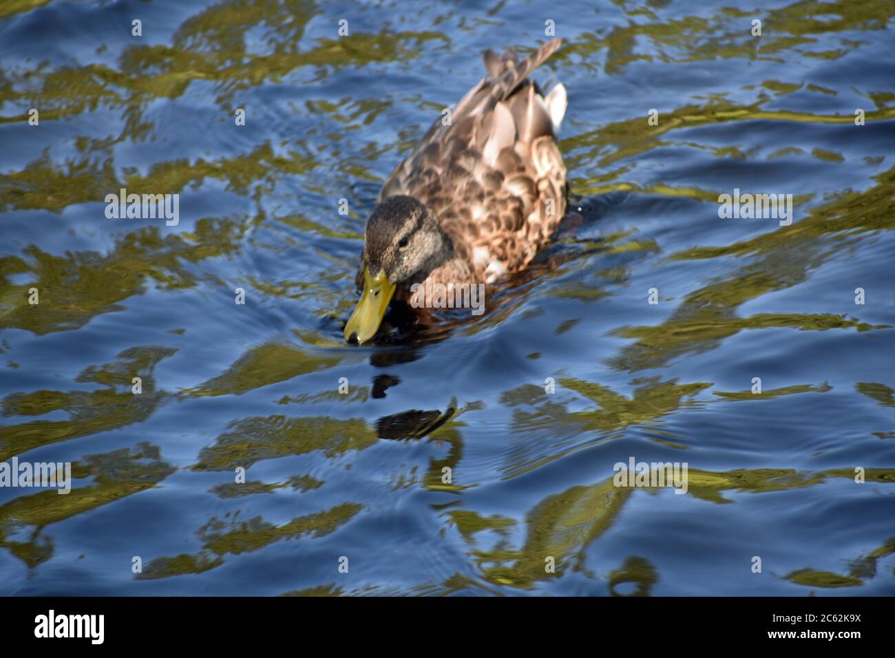 Teal Feather Mallard Duck Stock Photo - Alamy