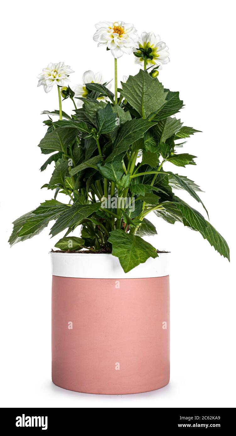 Side view of pink flower pot wit blooming white Dahlia flower plant ...