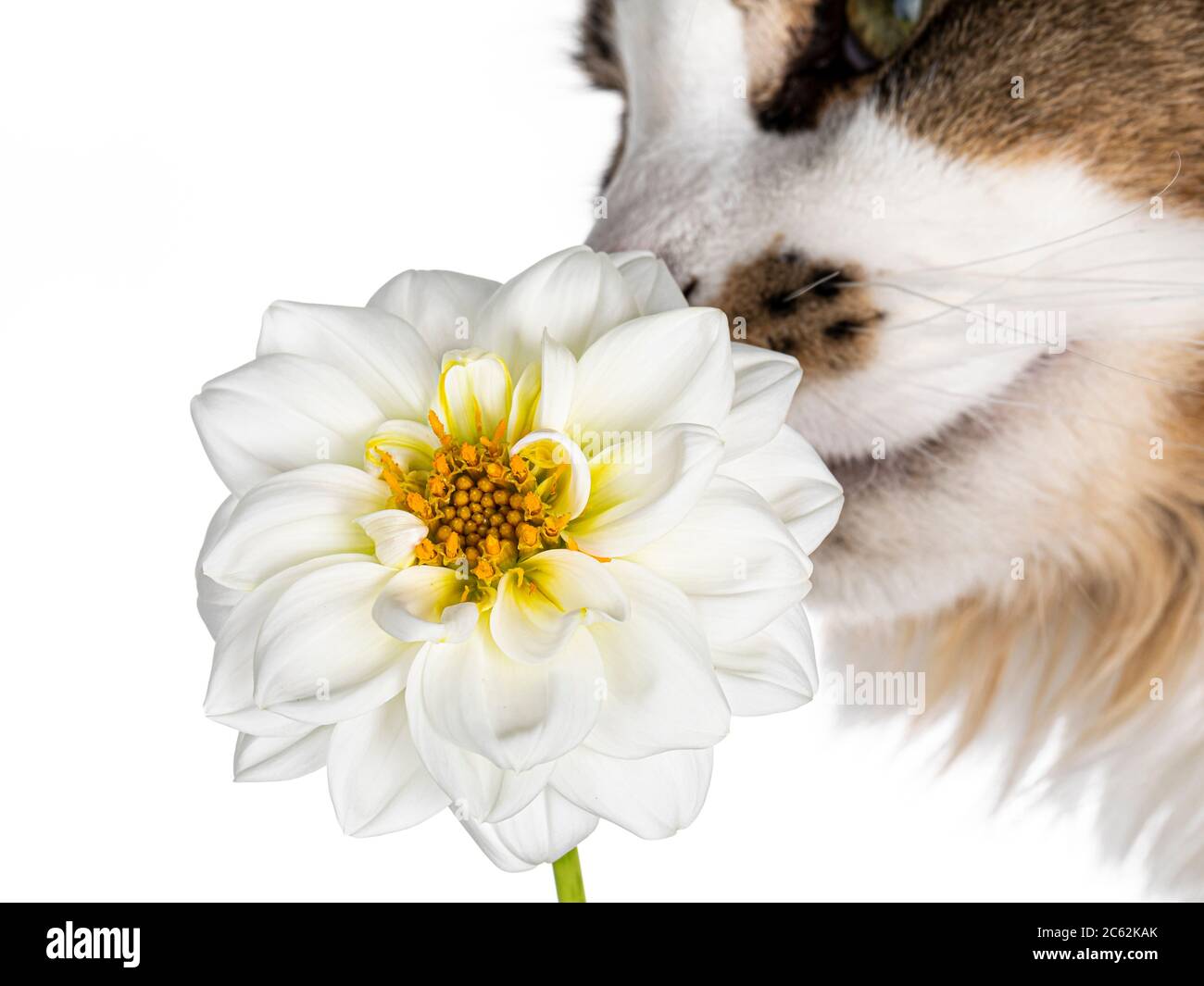 Side view of a single white Dahlia flower, sniffed by cat. Isolated on ...