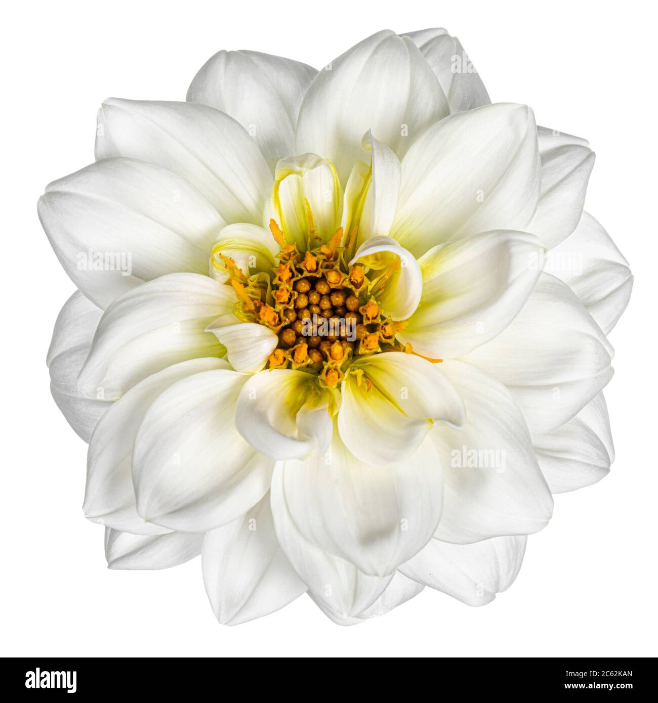 Top view of a single white Dahlia flower. Isolated on white background ...