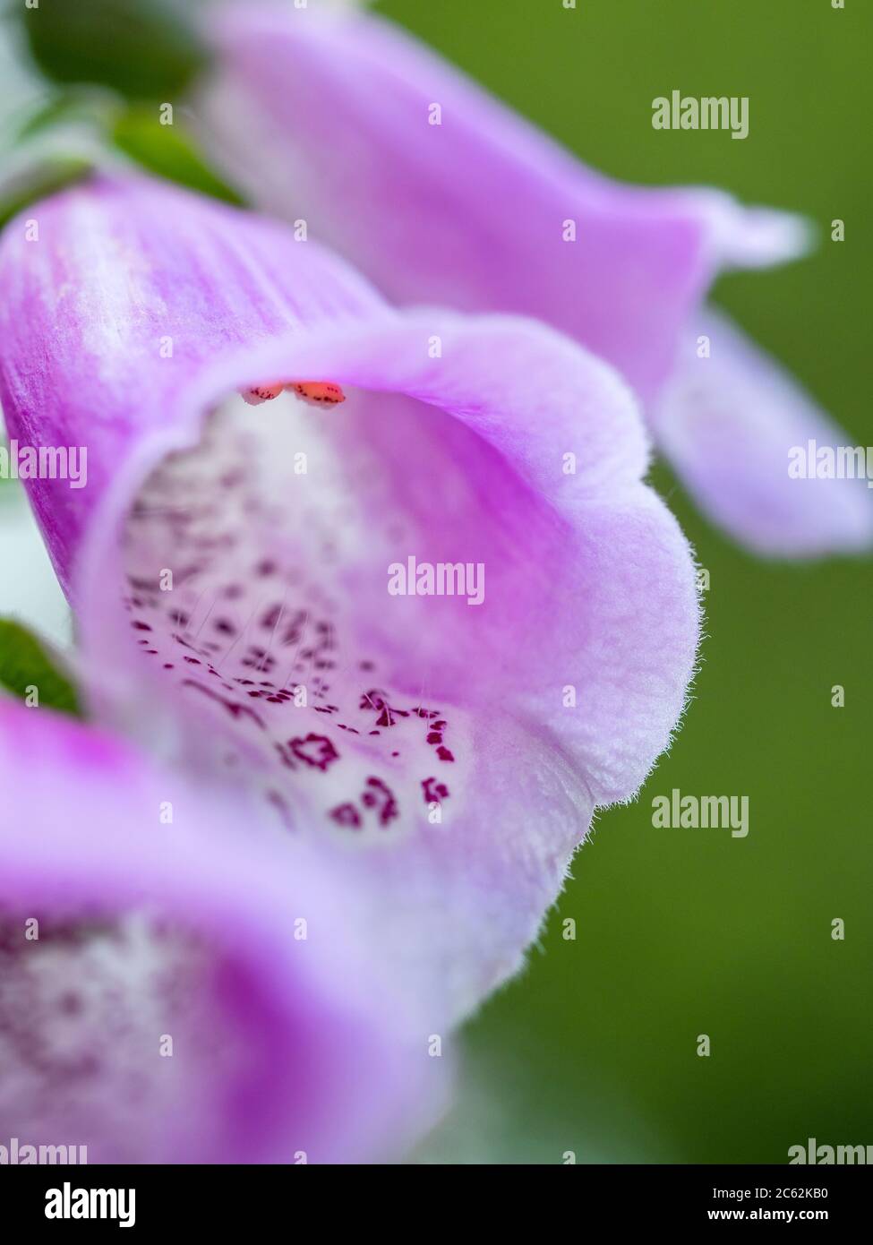 Digitalis purpurea flowers detail hi-res stock photography and images ...
