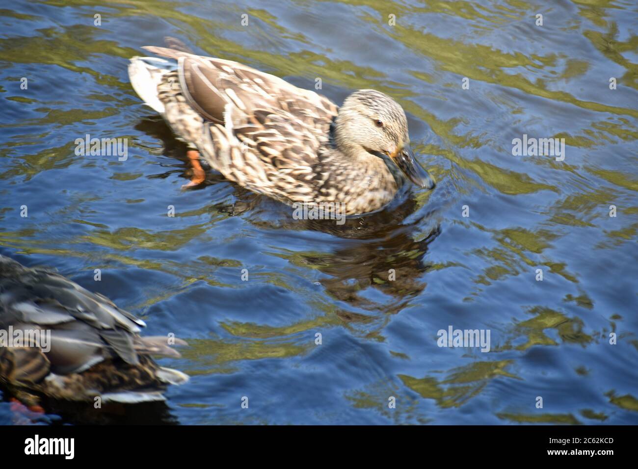 Teal Feather Mallard Duck Stock Photo - Alamy