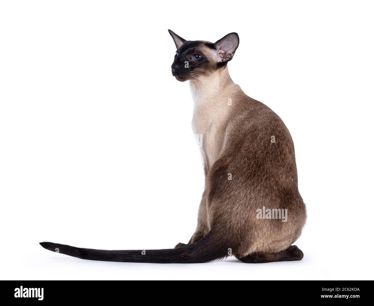 Young adult seal point Siamese cat, sitting backwards. Looking over ...