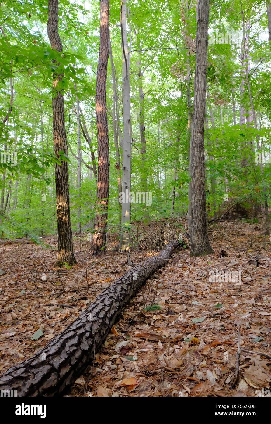 Solitary, large boulder seen in a large forest, possibly from space and ...