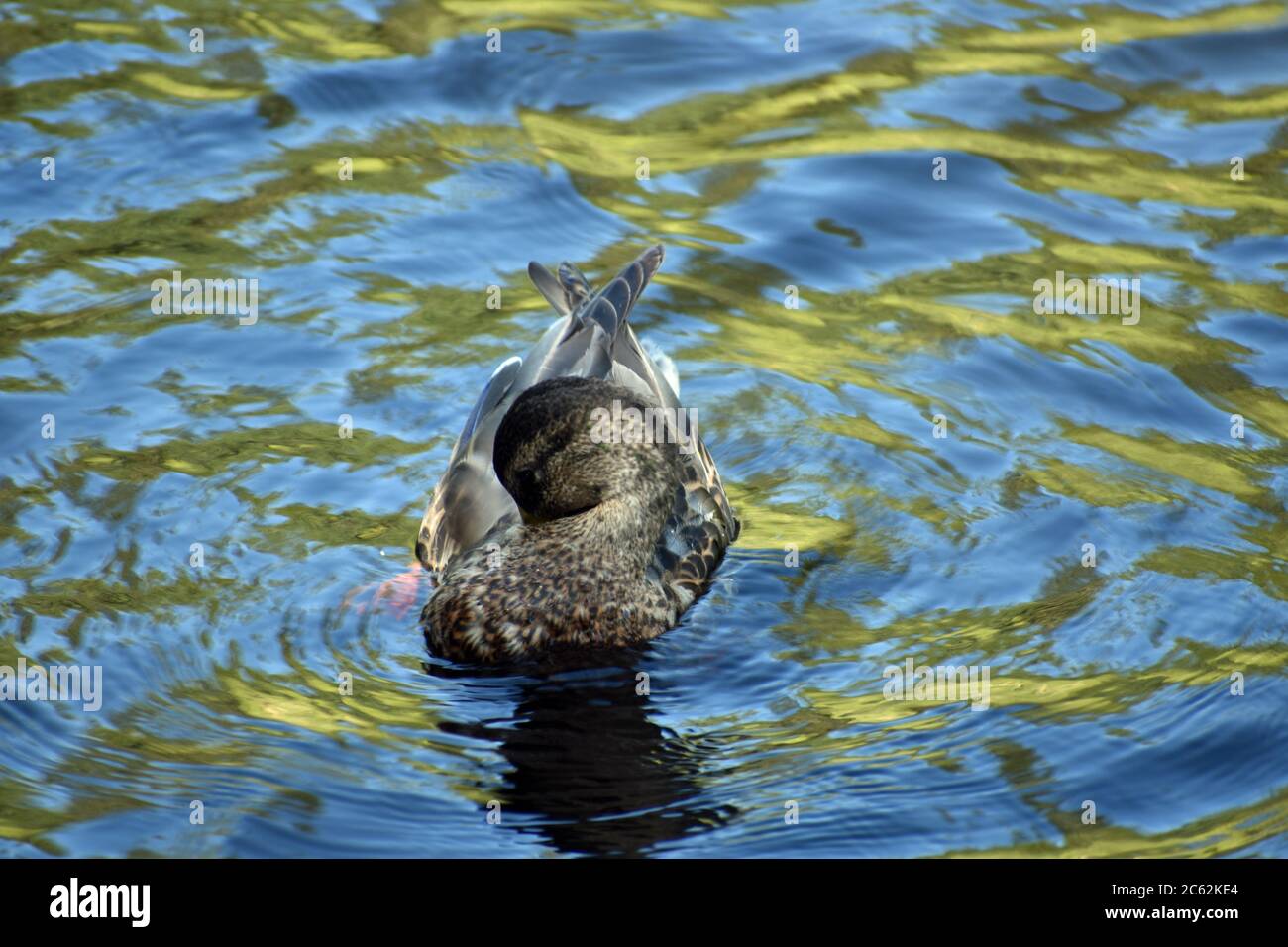 Teal feeding flock hi-res stock photography and images - Alamy