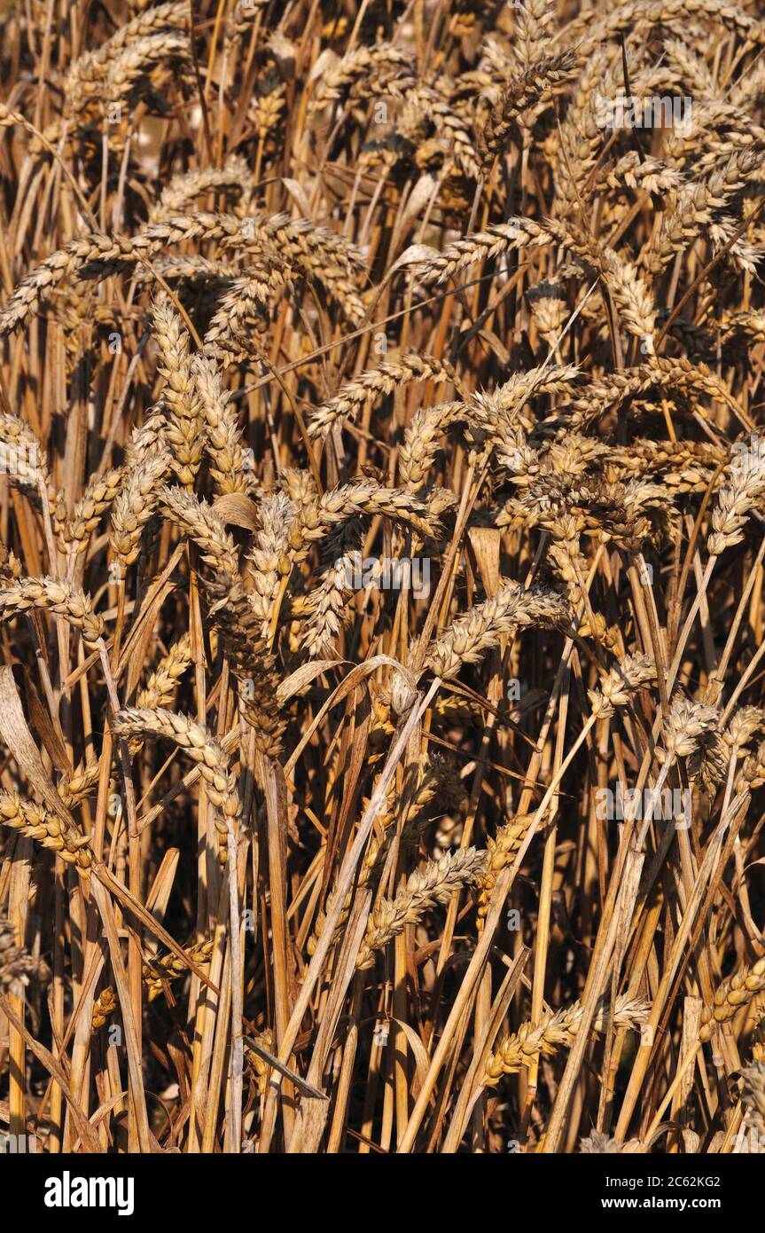 portrait of harvested wheat corn Stock Photo - Alamy