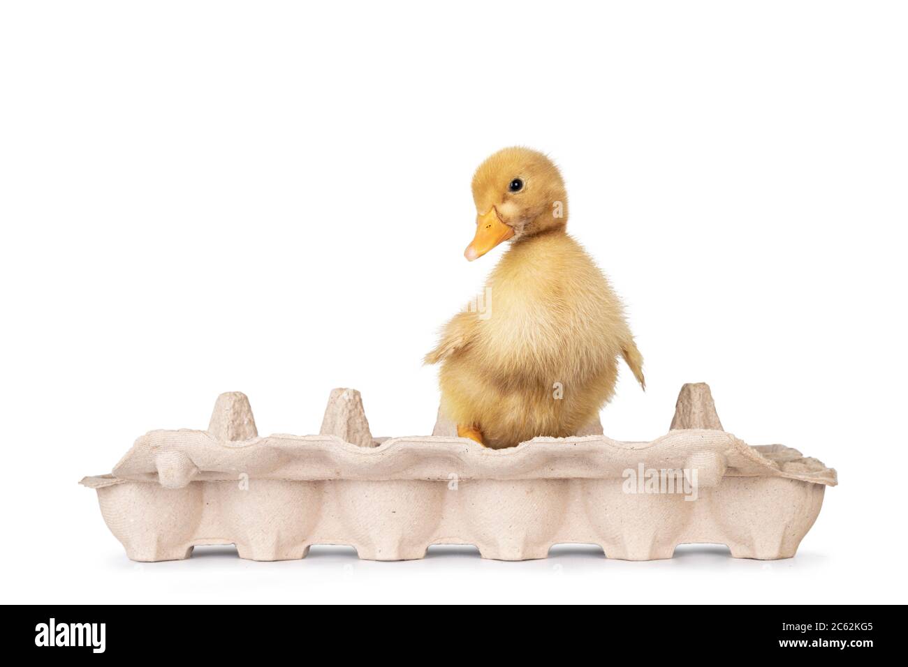 Three day old cute Peking Duck chick, standing in / on egg box. Looking ...