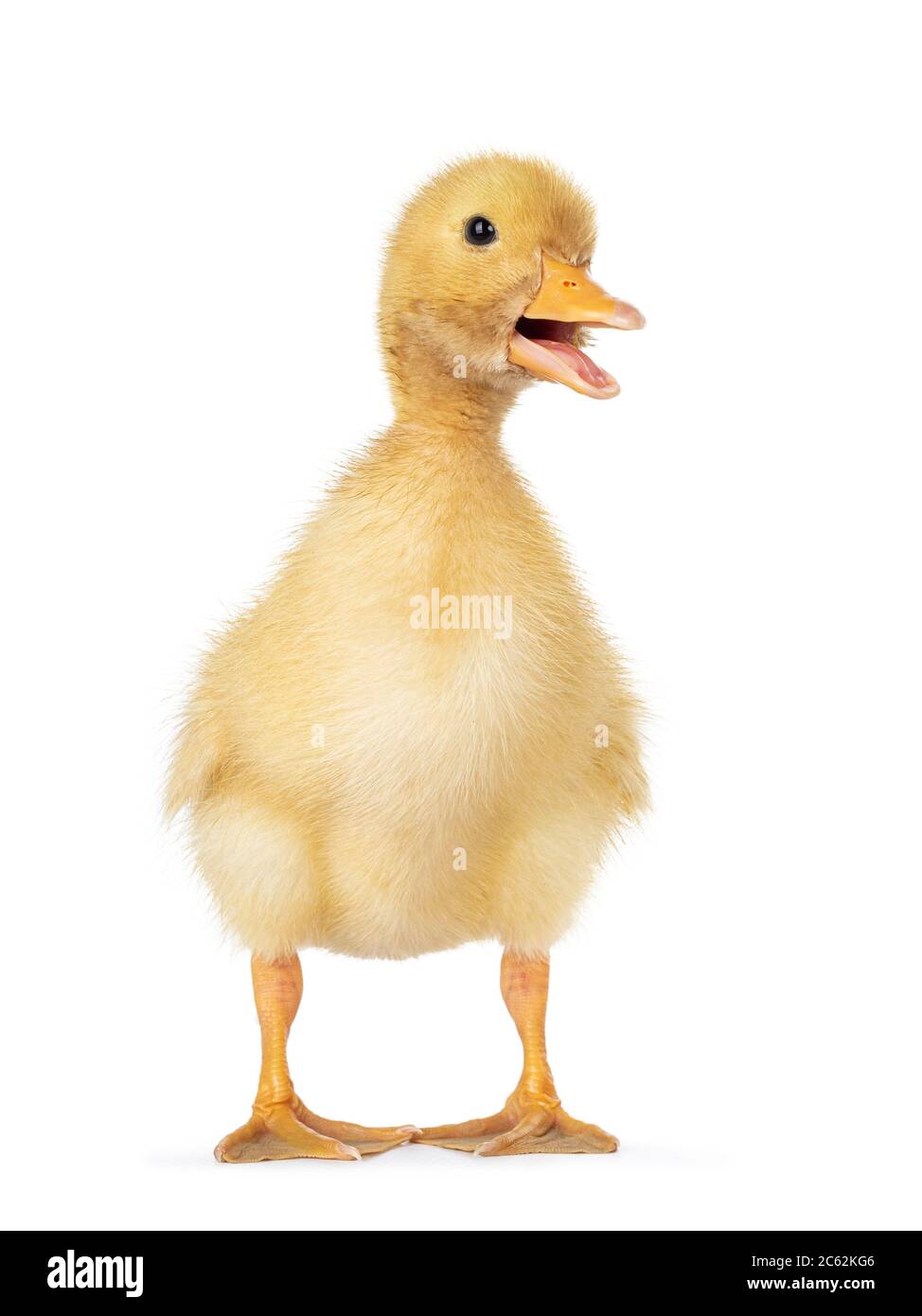 Chick looking into camera Cut Out Stock Images & Pictures - Alamy