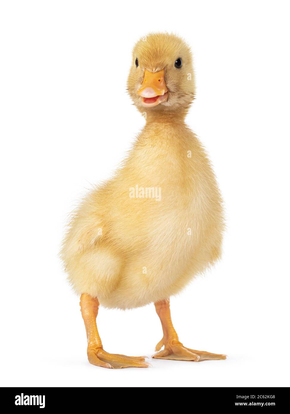 Three day old cute Peking Duck chick, standing side ways. Head turned ...