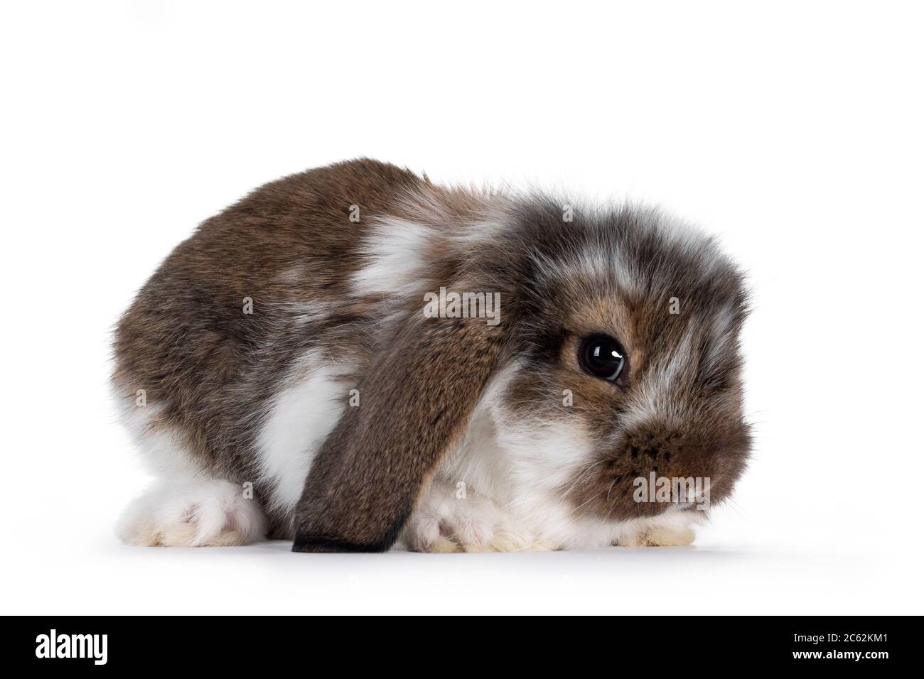 Brown And White Spotted Rabbit