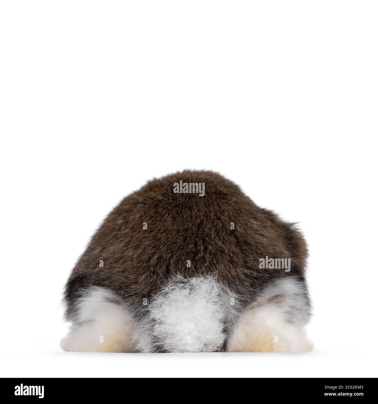 Spotted rabbit hi-res stock photography and images - Alamy