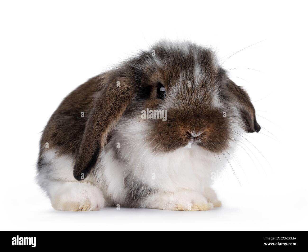 Head turned all different ways hi-res stock photography and images - Alamy