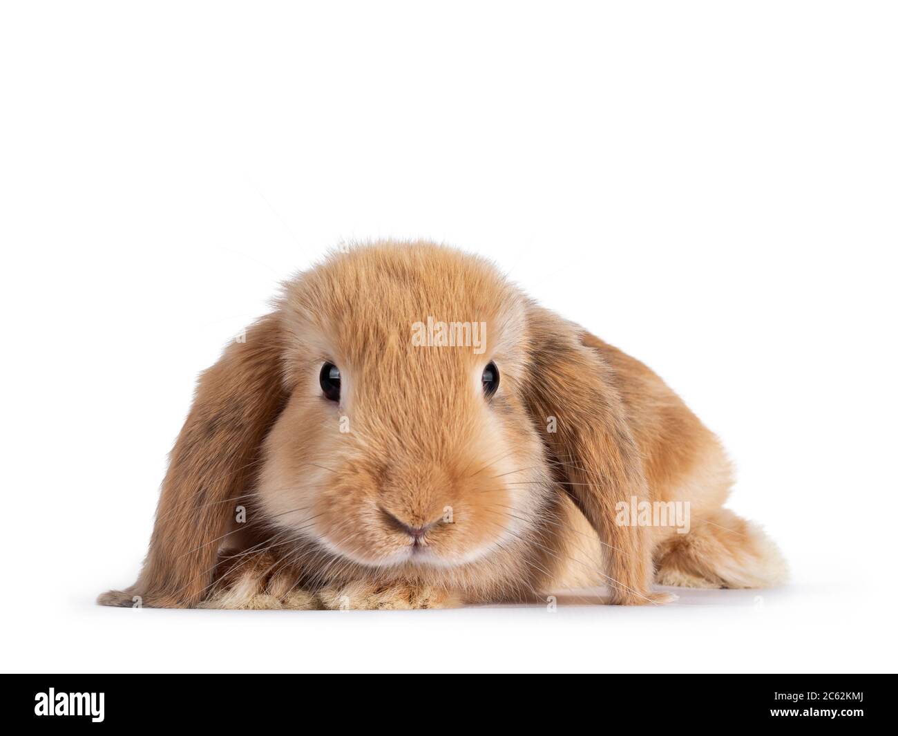 Front Facing Rabbit High Resolution Stock Photography and Images - Alamy