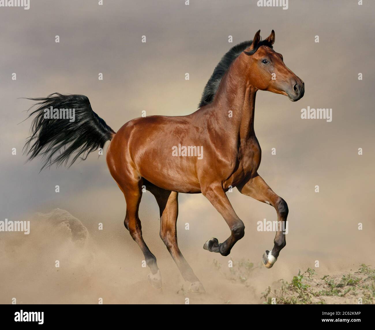 Bay stallion gallop hi-res stock photography and images - Alamy