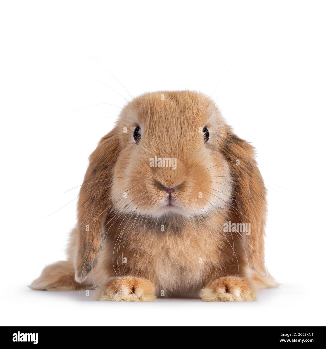 Bunnies Laying On Their Sides