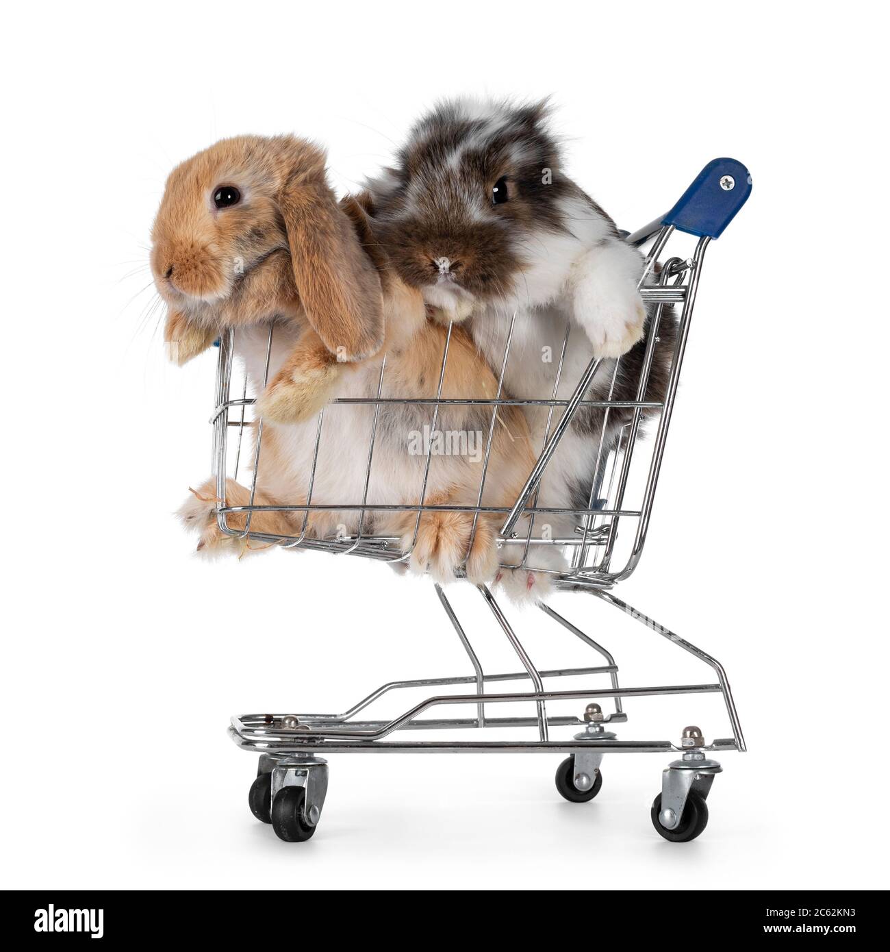 Brown with white spotted and solid brown rabbit, sitting together in ...