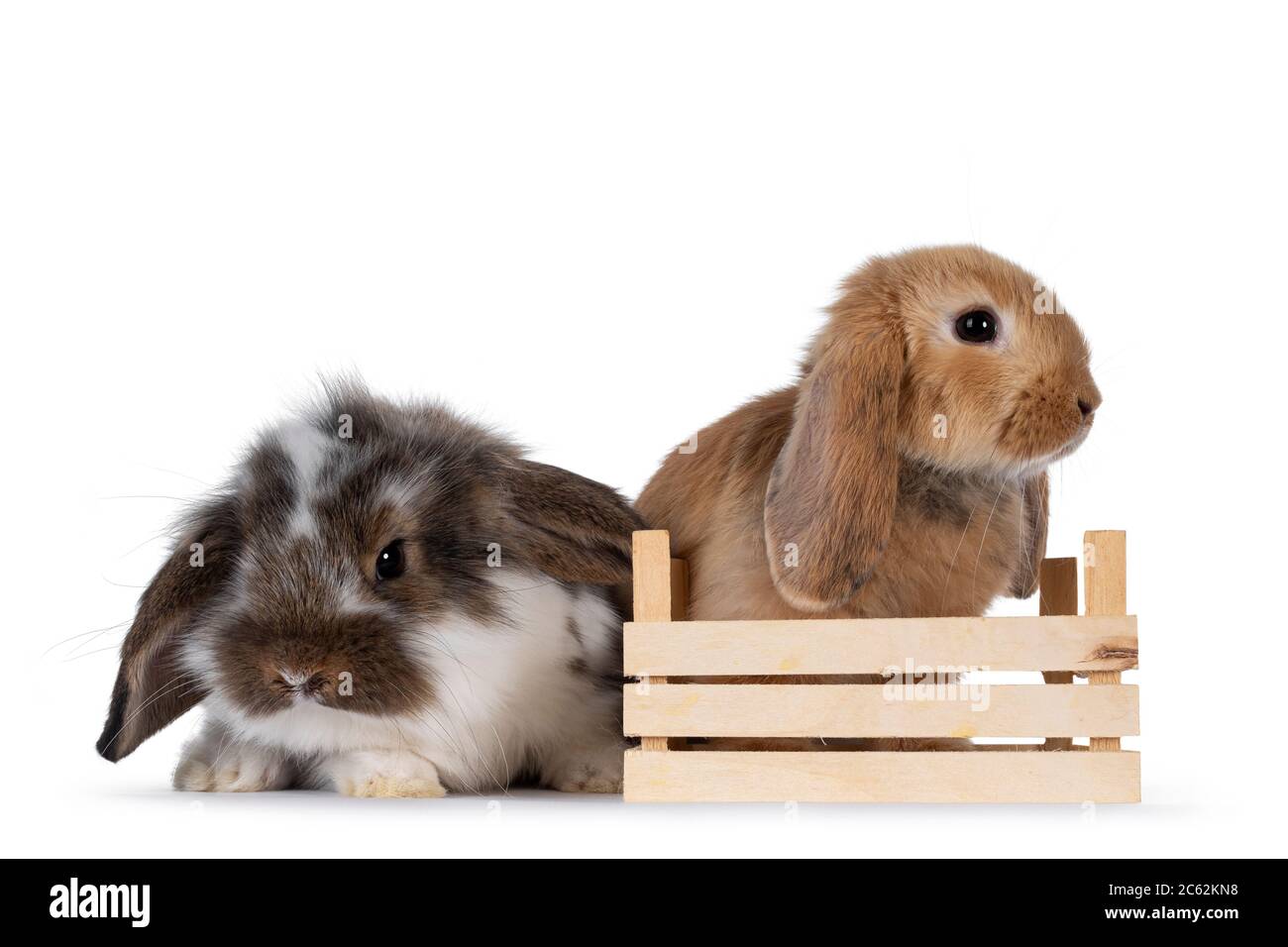 Brown with white spotted and solid brown rabbit, sitting in and beside ...