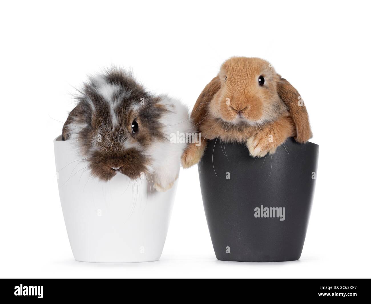 Brown with white spotted and solid brown rabbit, sitting in flower pots ...