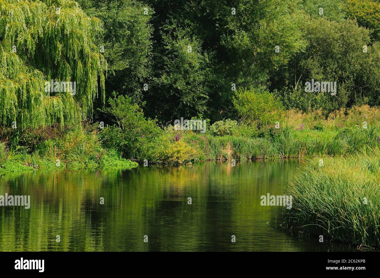 River Avon at Upper Woodford, Wiltshire, UK Stock Photo - Alamy