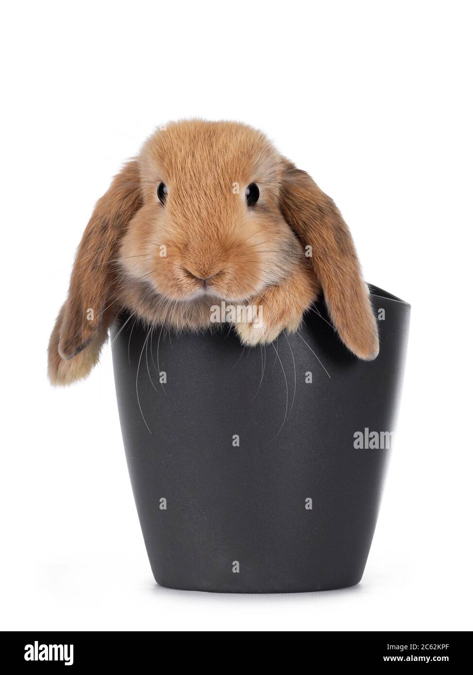 Baby looking lens in Cut Out Stock Images & Pictures - Alamy