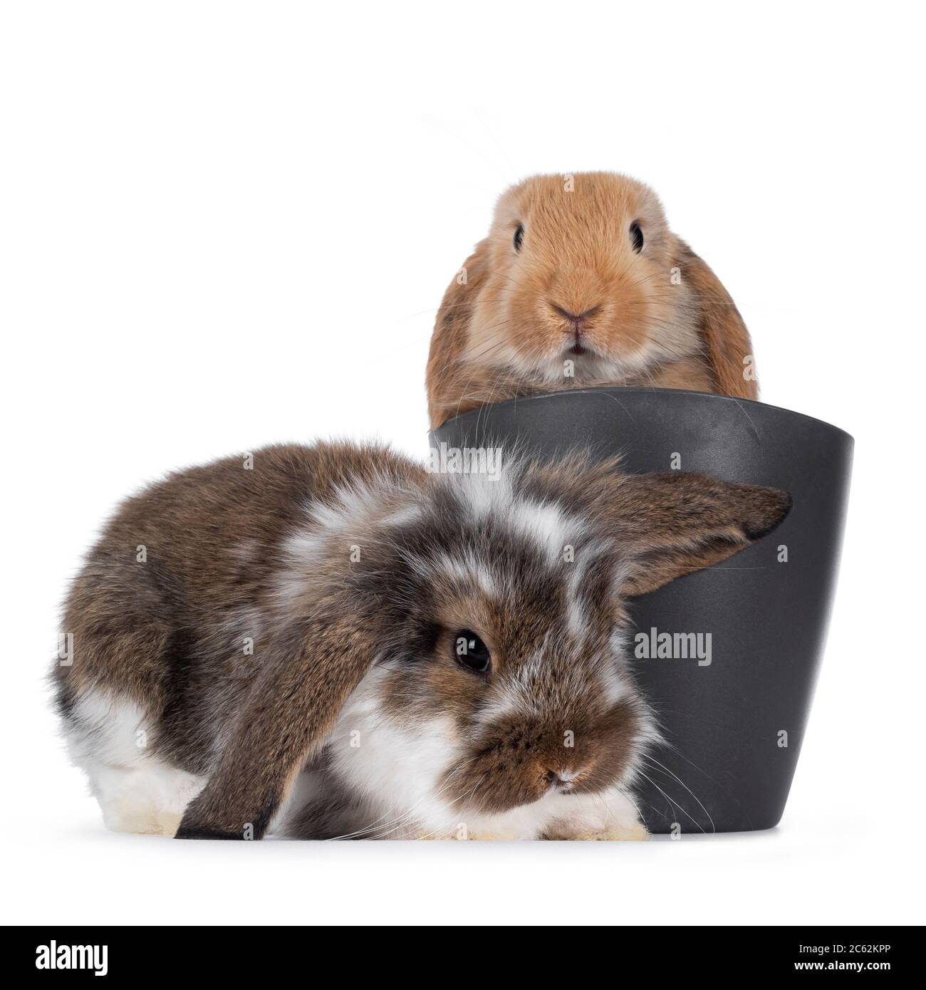 Brown with white spotted and solid brown rabbit, sitting in and beside ...