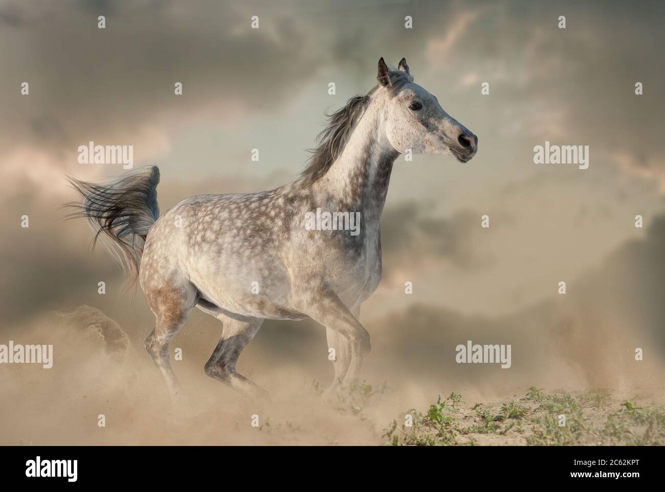 Beautiful arabian horse in the dust running on the wild Stock Photo - Alamy