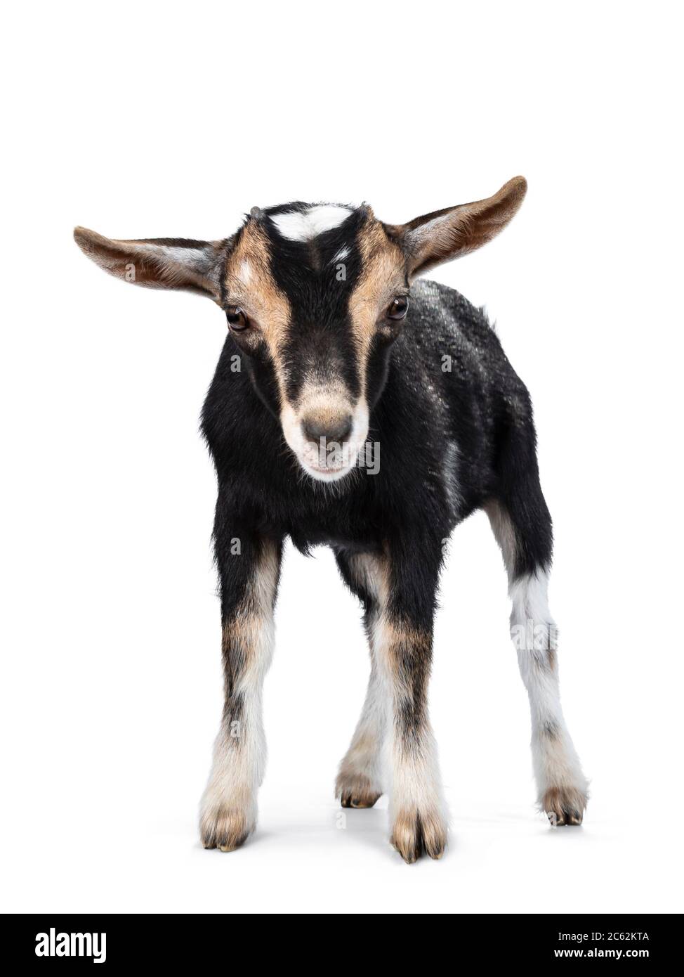 Black baby goat with white and brown spots, standing facing front with ...