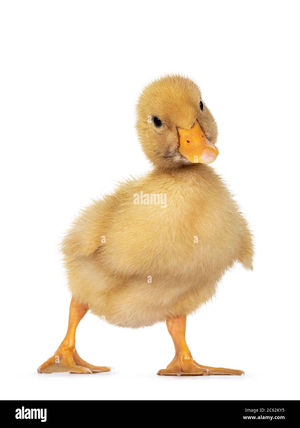 Cute 3 day old baby Peking Duck chick, standing facing front. Looking ...