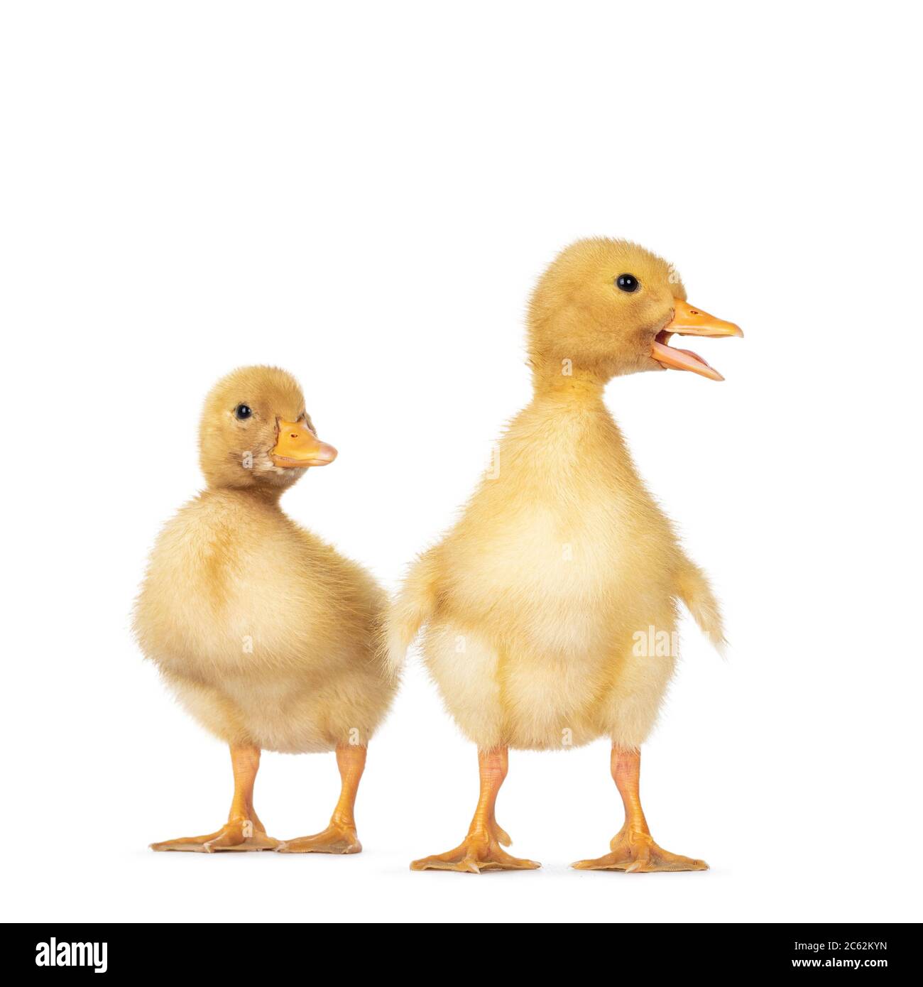 Facing two ways hi-res stock photography and images - Alamy