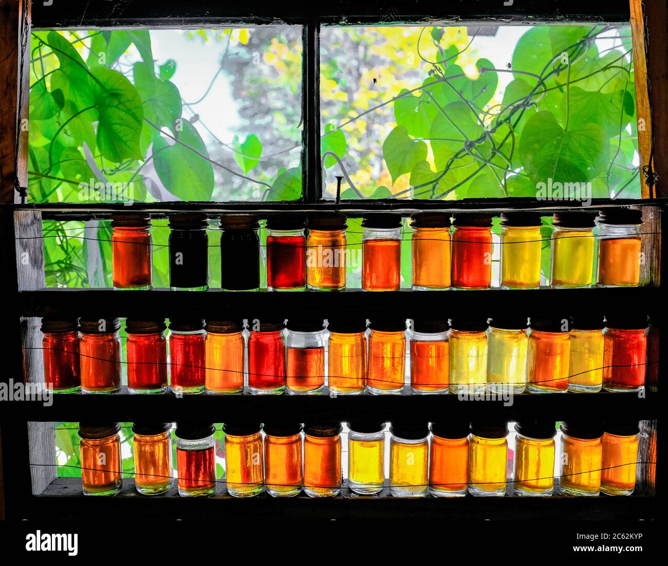 Samples of maple syrup in glass jars, showing the different strengths ...