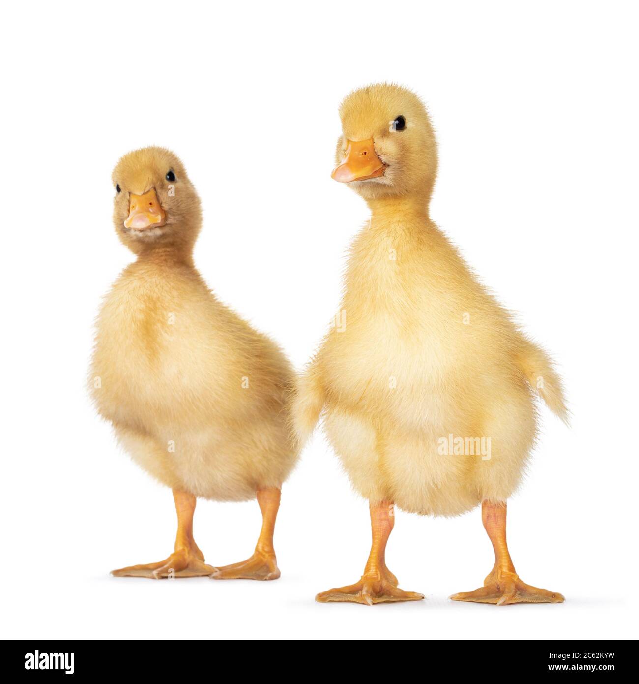 Two cute 3 day old baby Peking Duck chics, standing facing front ...