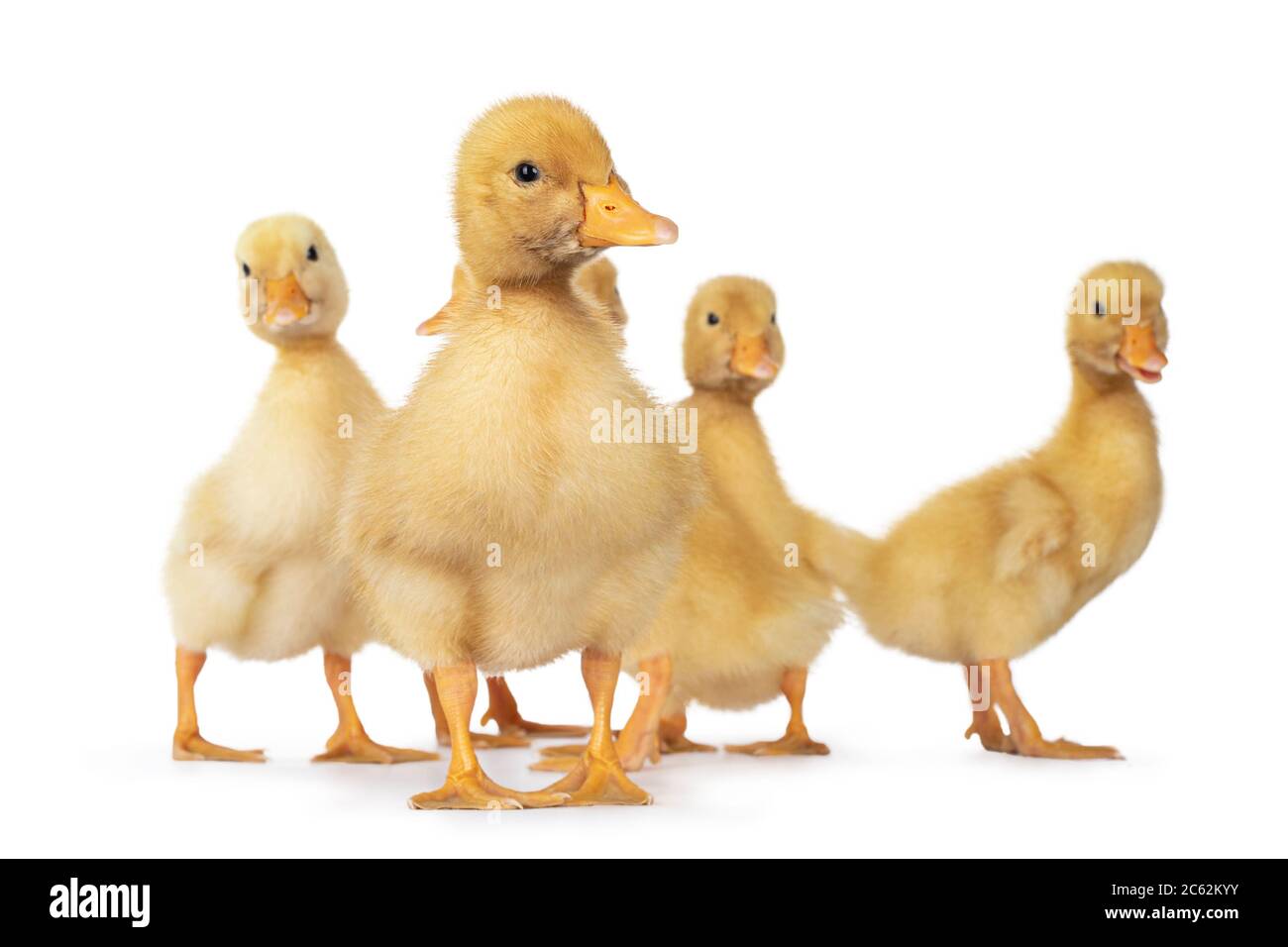 Group of cute 3 day old baby Peking Duck chicks, standing facing front ...