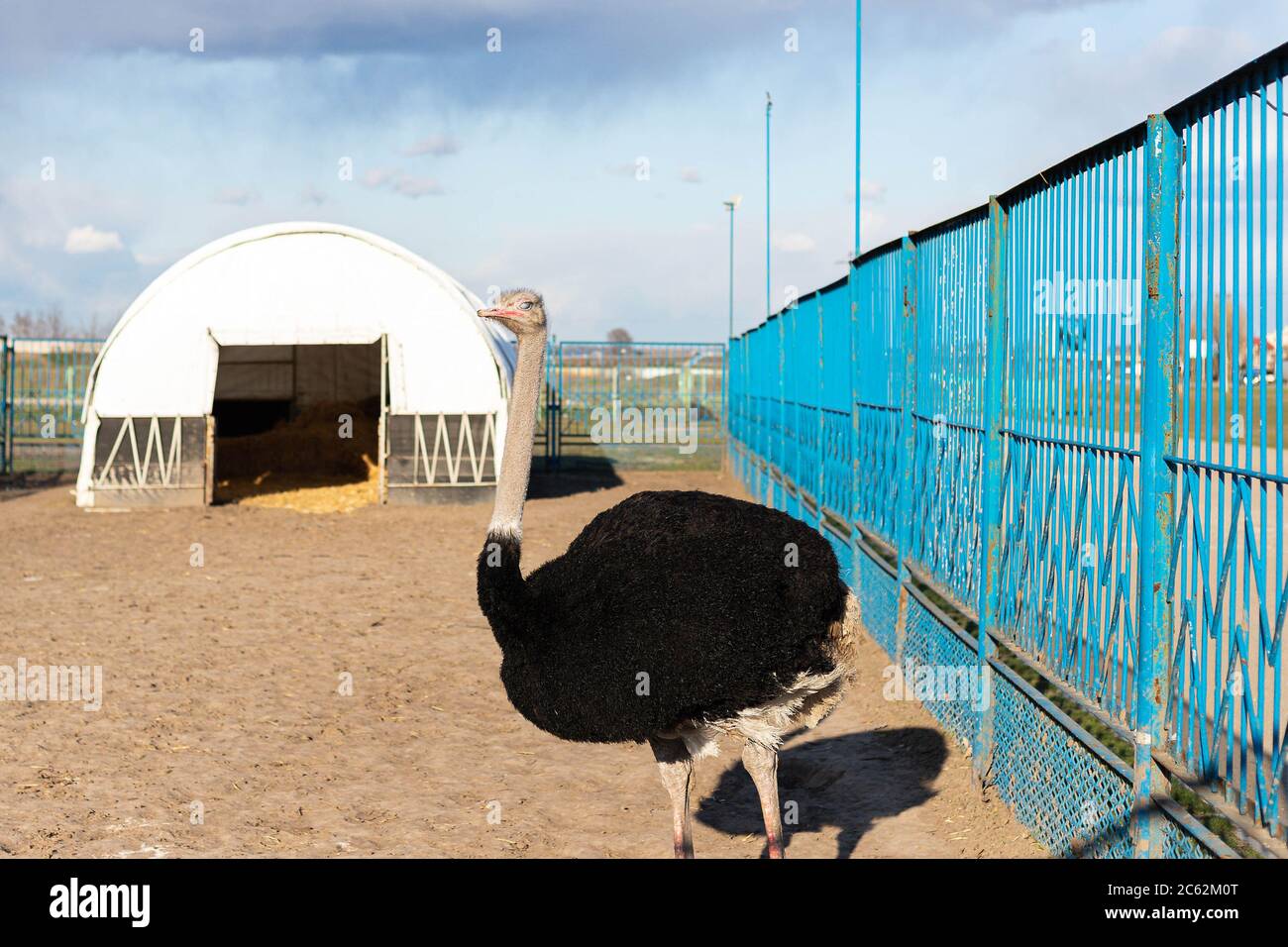 Big farm birds hi-res stock photography and images - Alamy