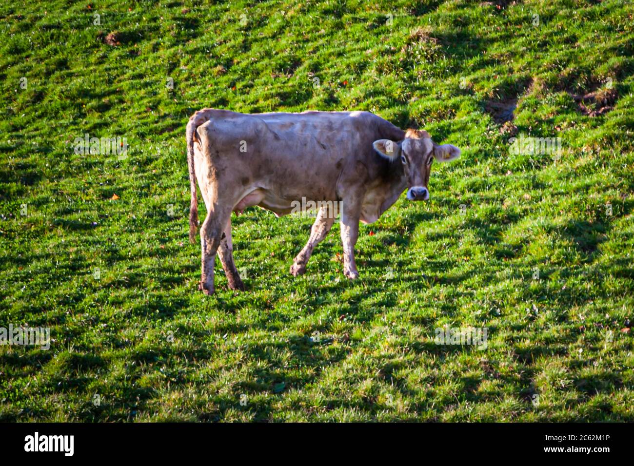 Young dairy cow hi-res stock photography and images - Alamy