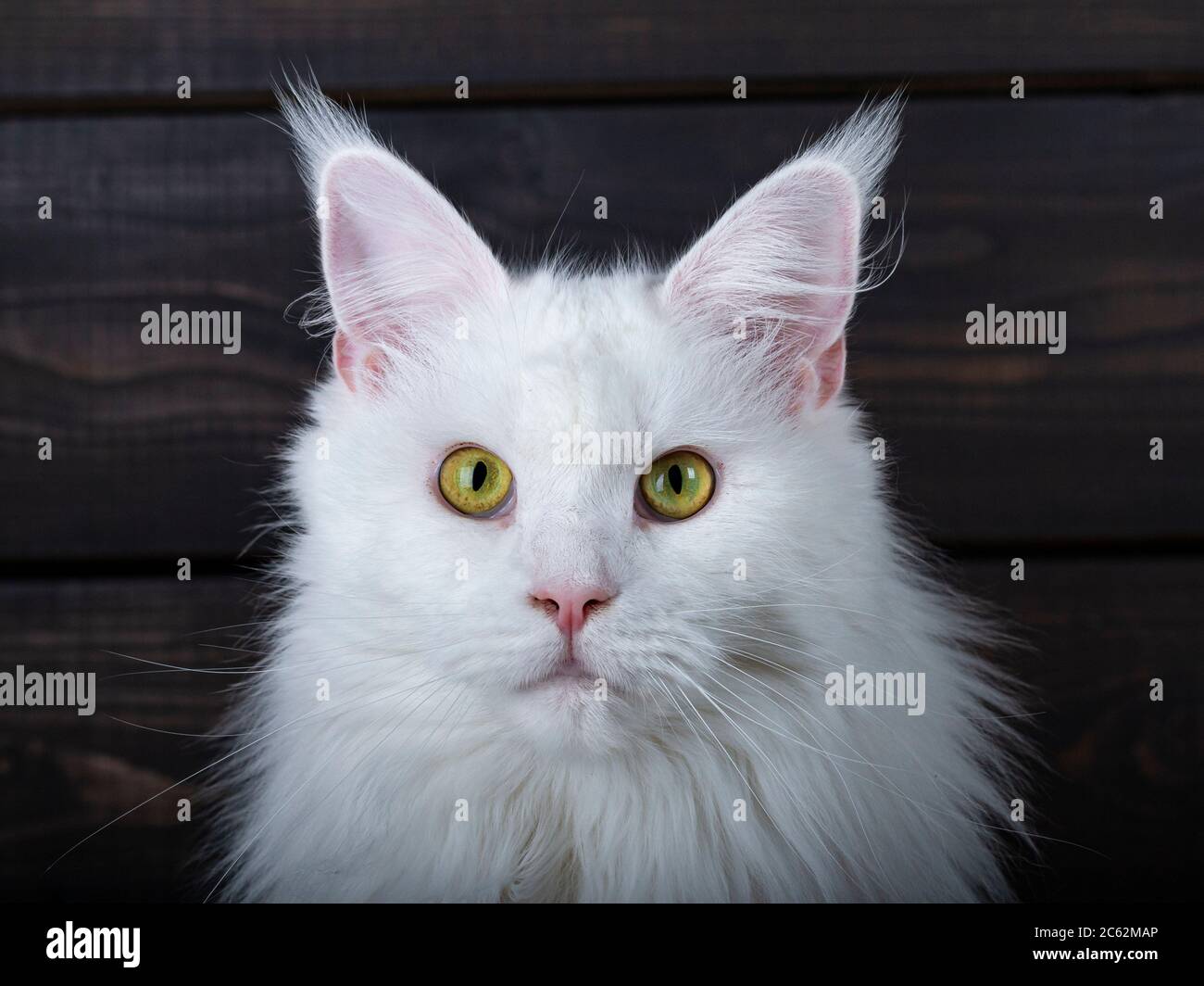 Head shot of cute young solid white Maine Coon cat, looking straight to ...