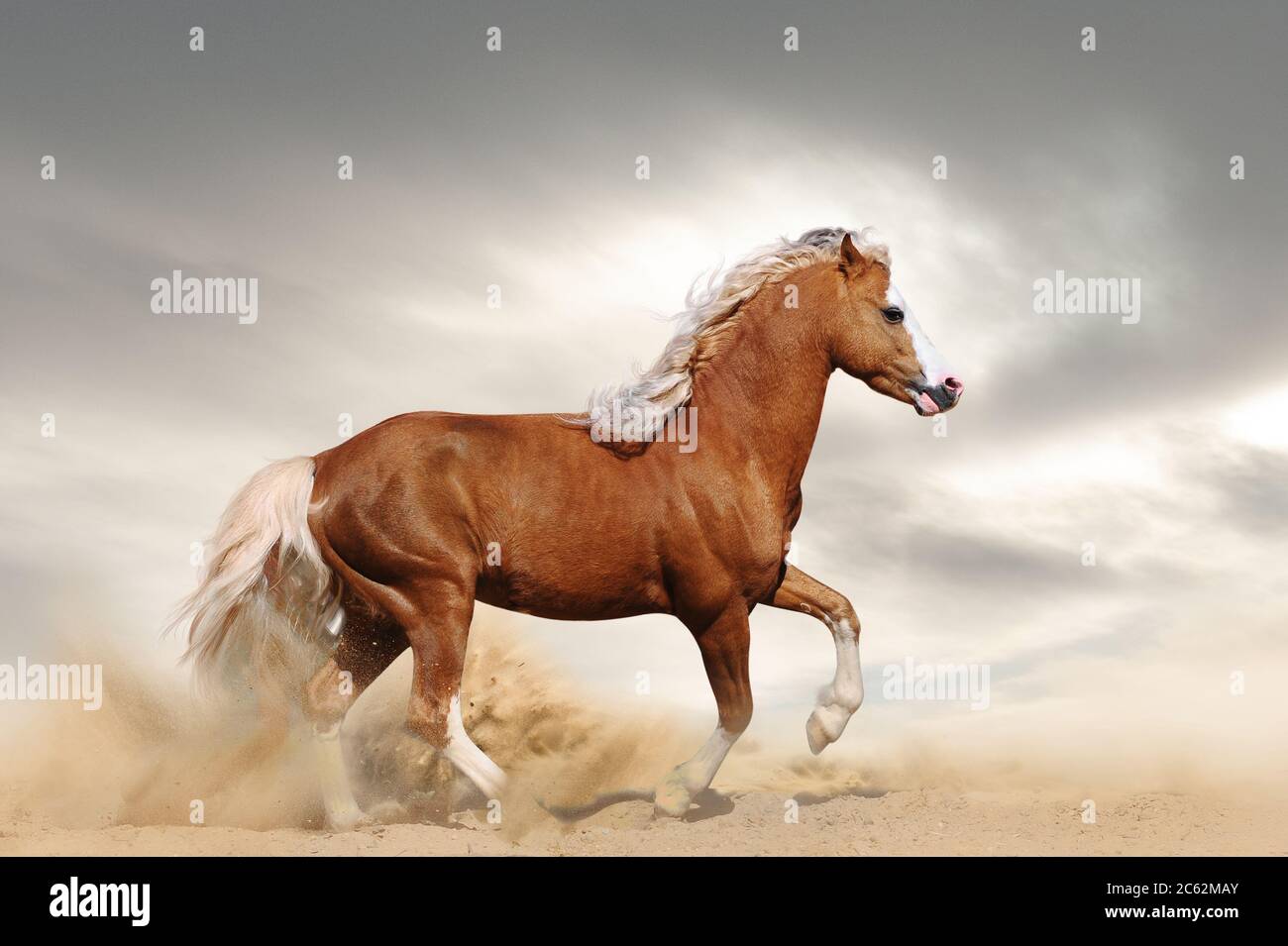 Chestnut wild pony in desert galloping Stock Photo - Alamy