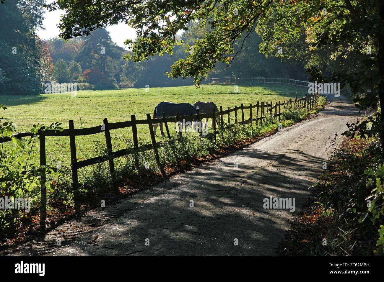 Bucolic countryside scene of a paddock with horses eating grass ...