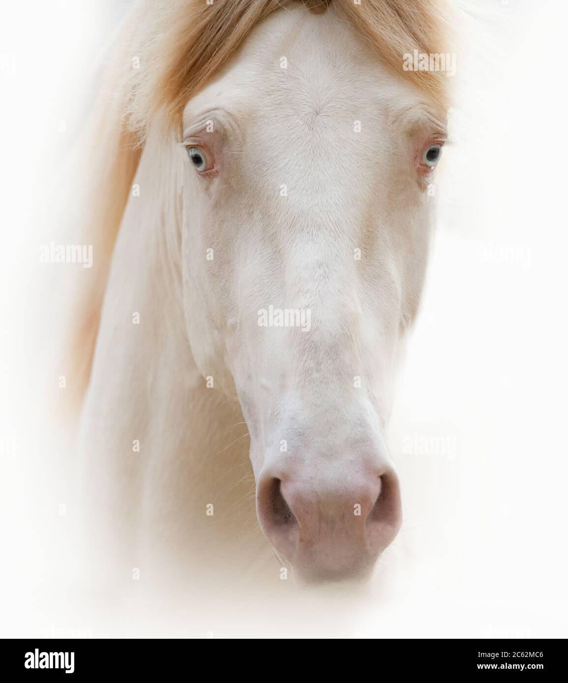 Beautiful cremello blue eyed horse portrait in high key Stock Photo - Alamy