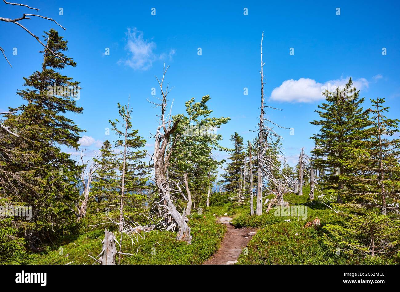 Path among dead trees in Karkonosze National Park, Poland Stock Photo ...