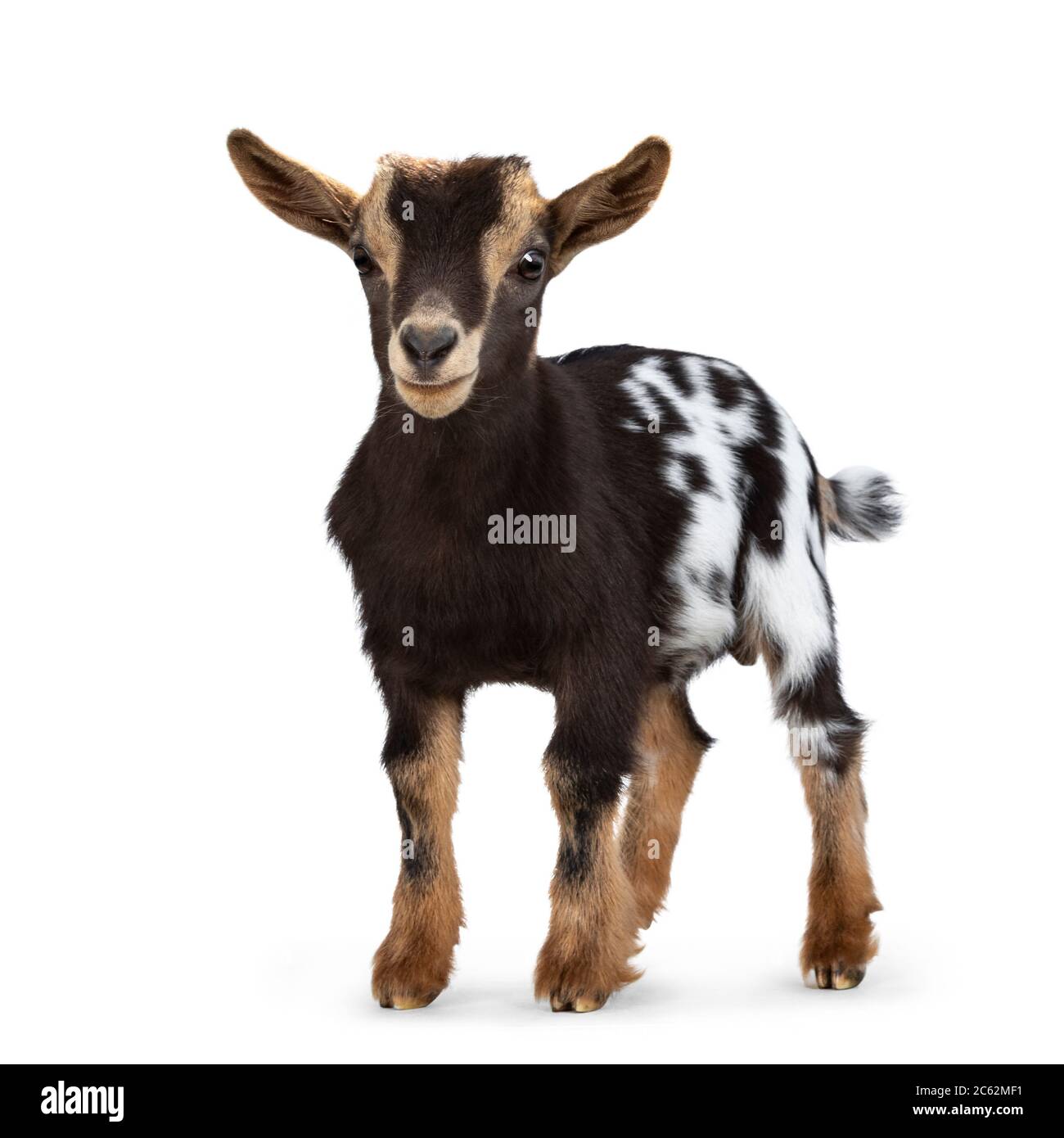 Cute brown with white spotted belly baby pygmy goat, standing facing ...