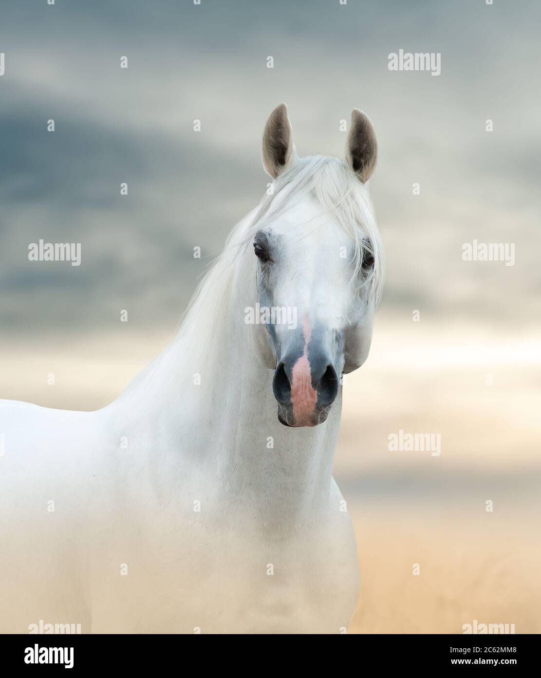 White stallion ranch hi-res stock photography and images - Alamy