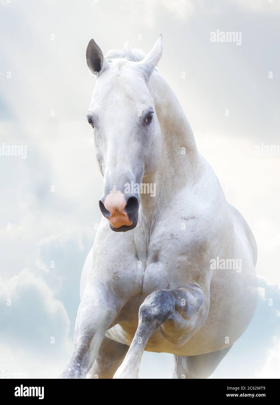 White Stallion Ranch High Resolution Stock Photography and Images - Alamy